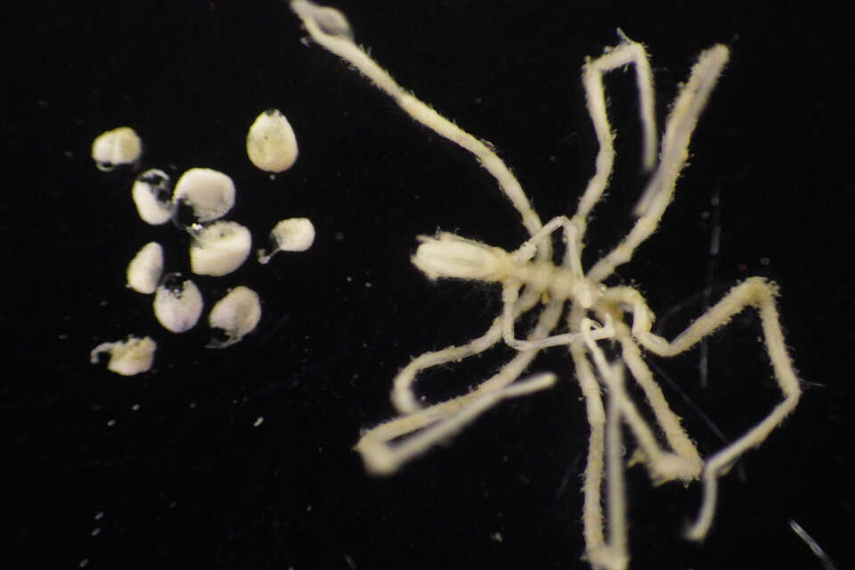 Methane-eating sea spiders discovered off Southern California coast