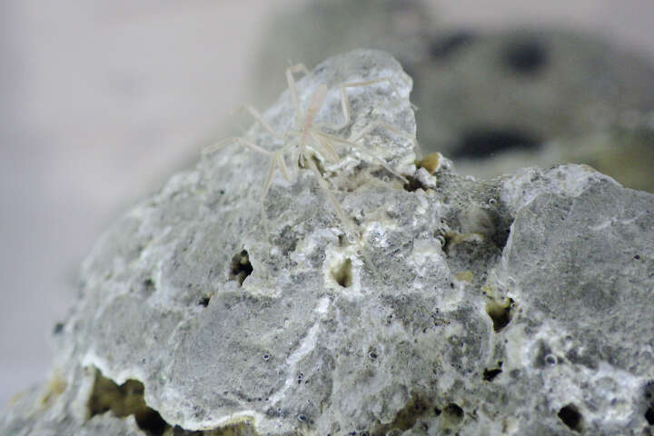 Methane-eating sea spiders discovered off Southern California coast