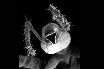 Methane-eating sea spiders discovered off Southern California coast