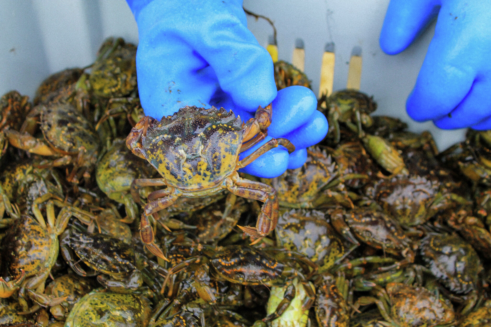 These CT restaurants are putting an invasive species on the menu