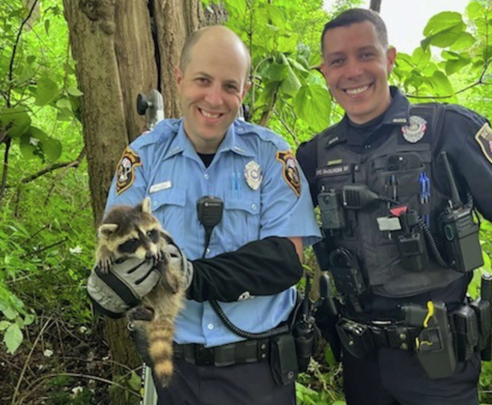 Bethel police rescue baby raccoon that got stuck in a tree
