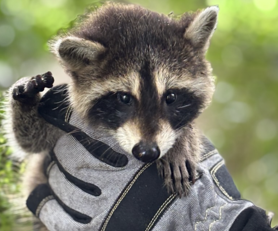 Bethel police rescue baby raccoon that got stuck in a tree
