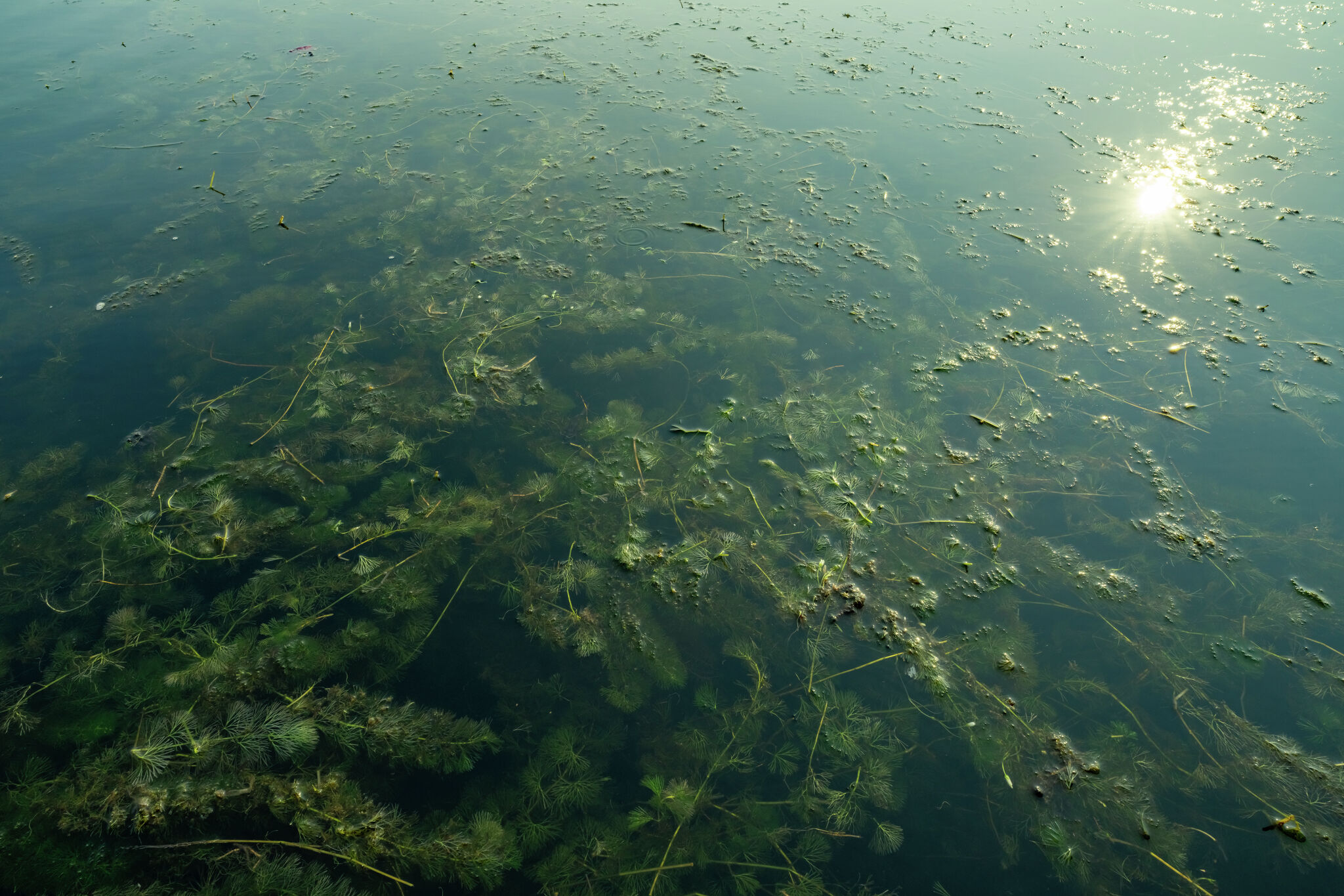 Report invasive species in Michigan lakes and rivers this summer