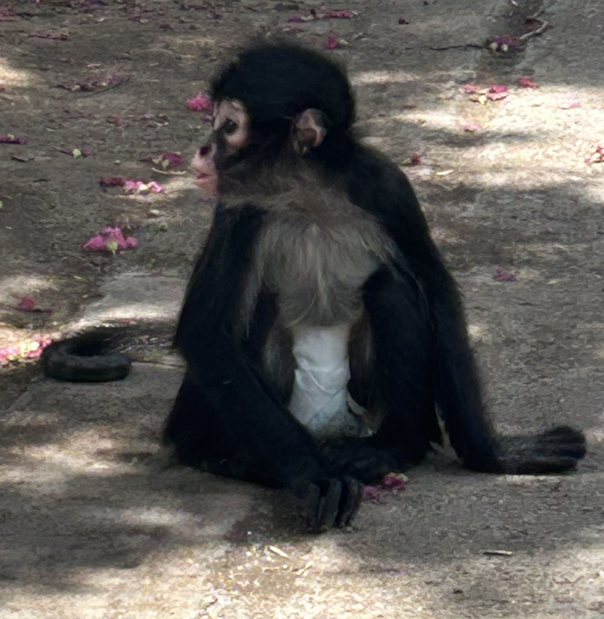 Loose spider monkey in soiled diaper disrupts San Antonio suburb