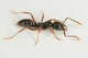 Asian needle ants have been spotted in Texas. Here’s what to know