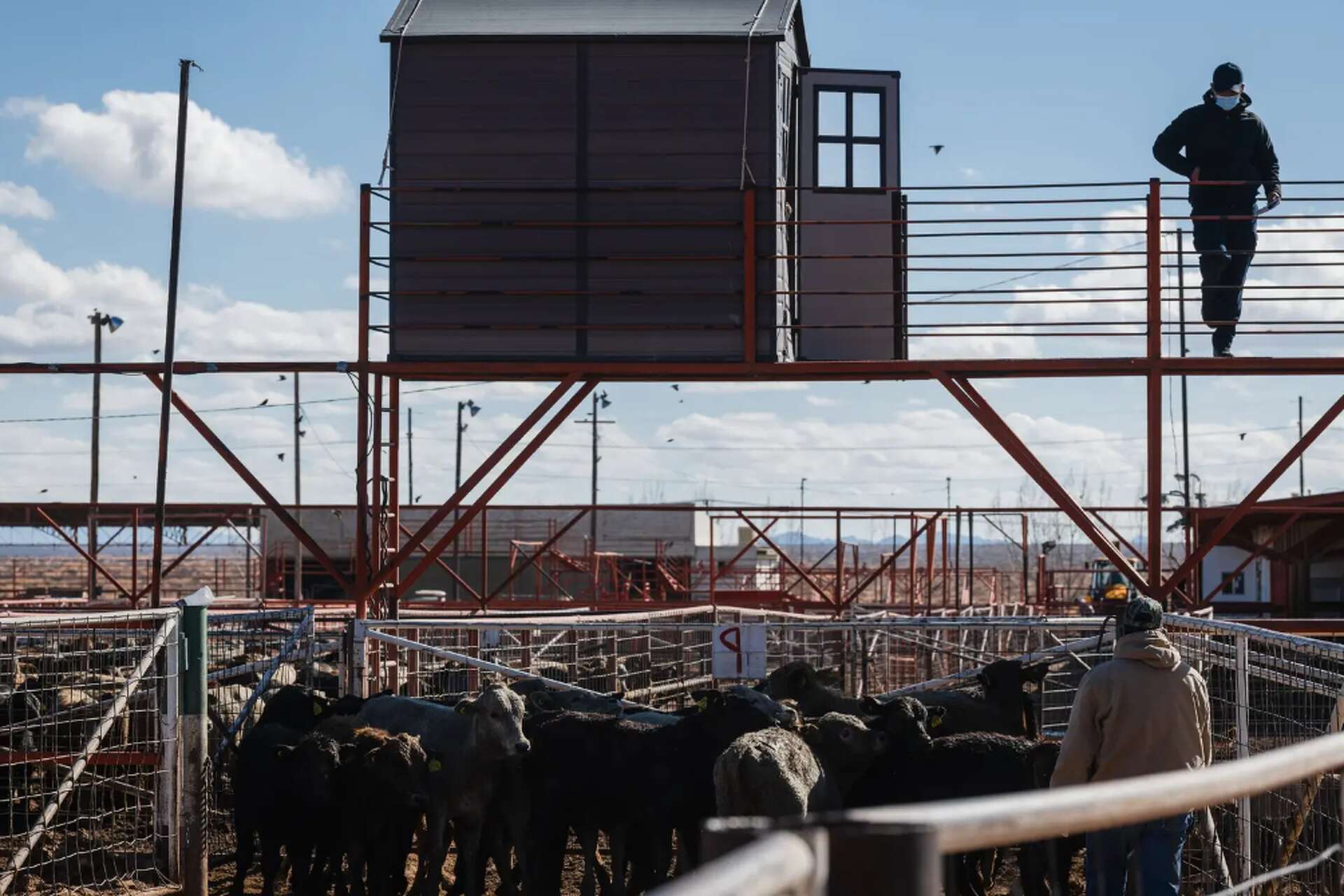 USDA opens fly facility in South Texas to fight New World screwworm