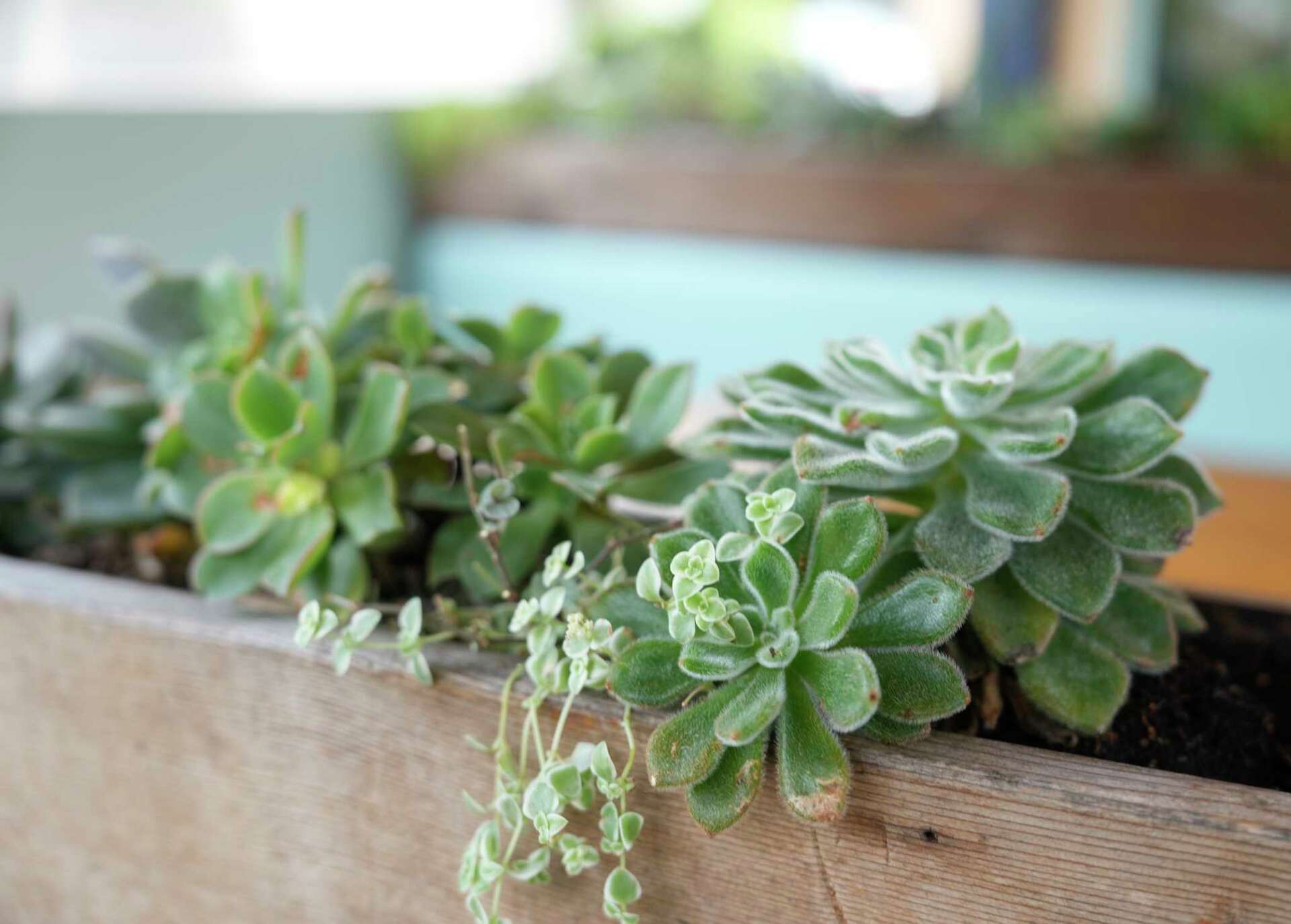 Maximo review: A top spot for bold, modern Mexican food in Houston