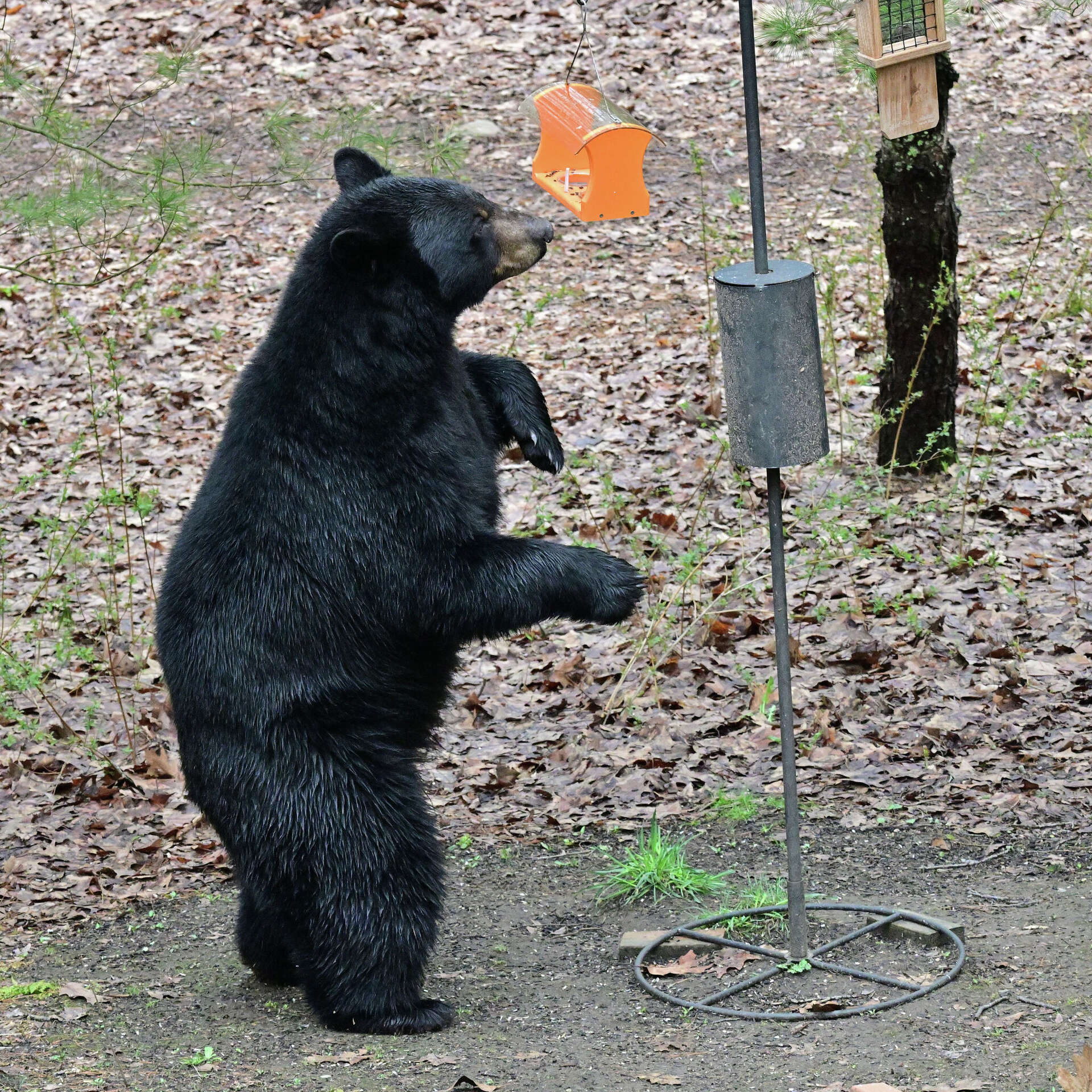 Vernon residents warned of bears looking for food in residential areas