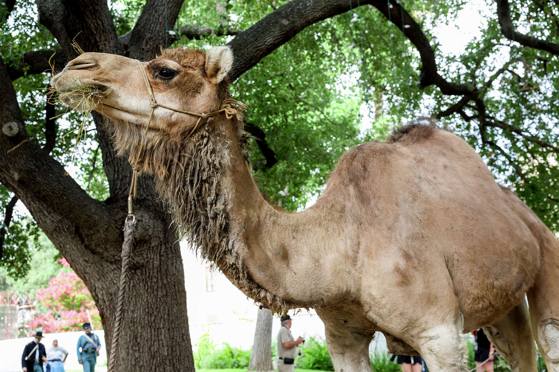 Remember the camels? The Alamo commemorates U.S. Army experiment