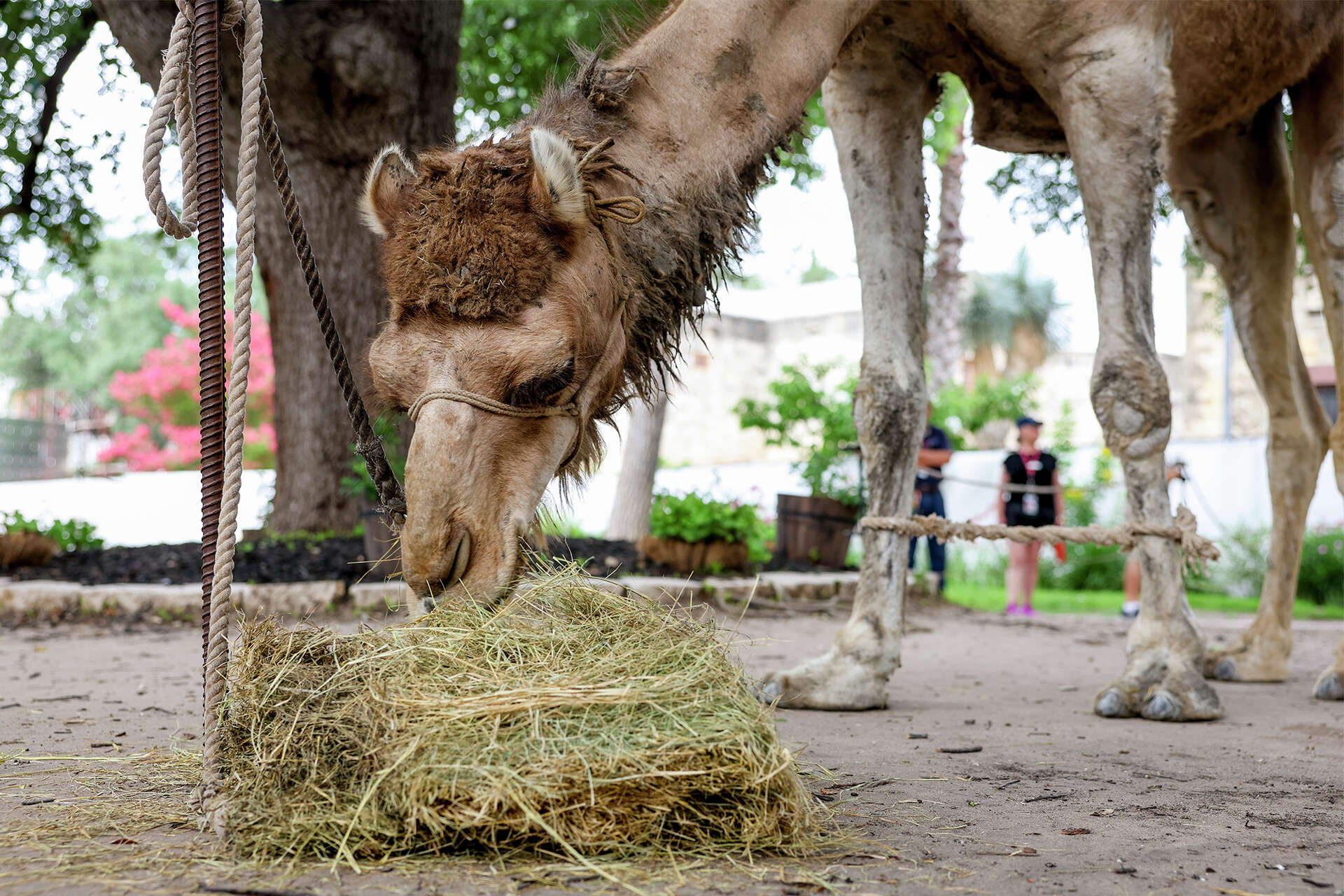 Remember the camels? The Alamo commemorates U.S. Army experiment