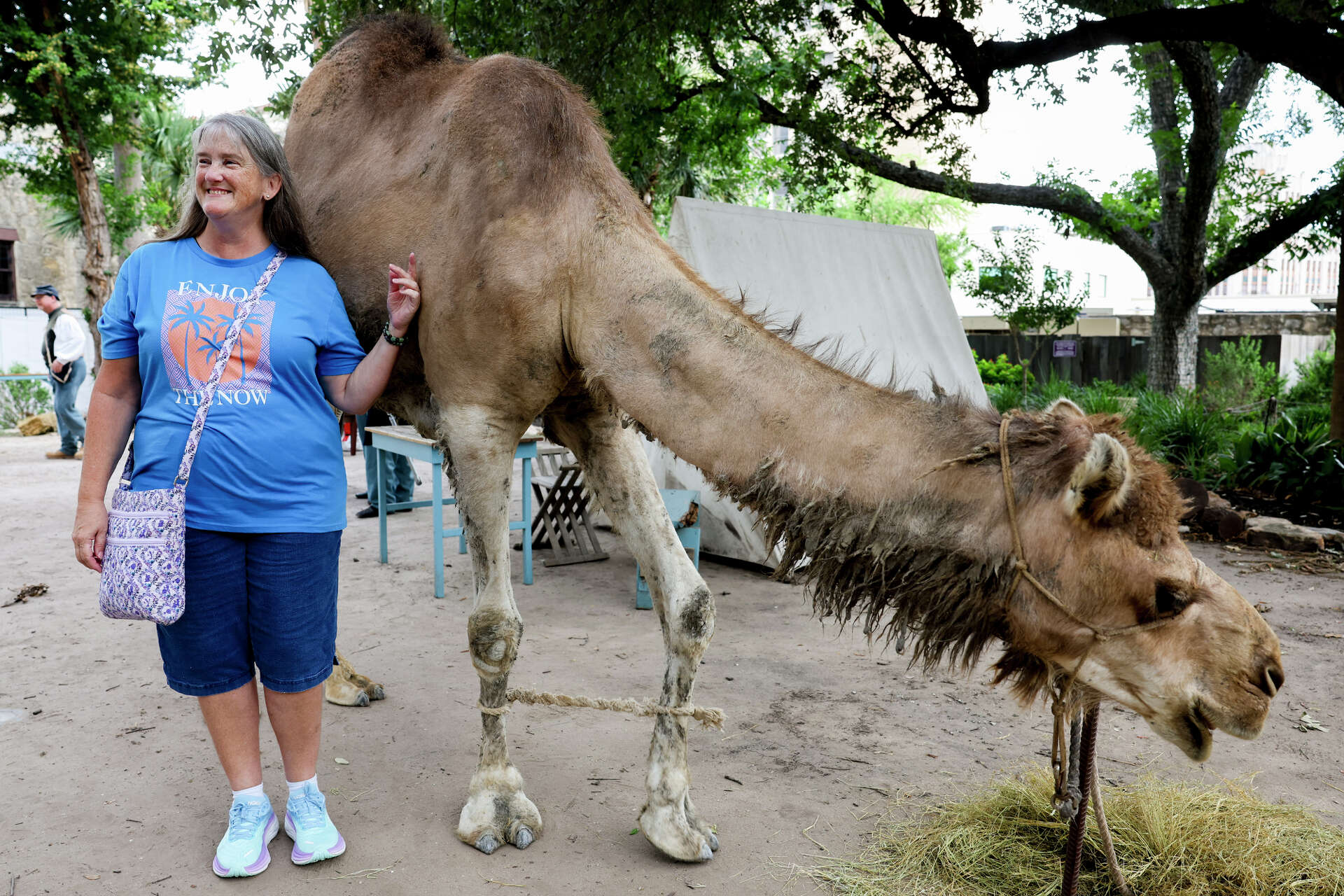 Remember the camels? The Alamo commemorates U.S. Army experiment