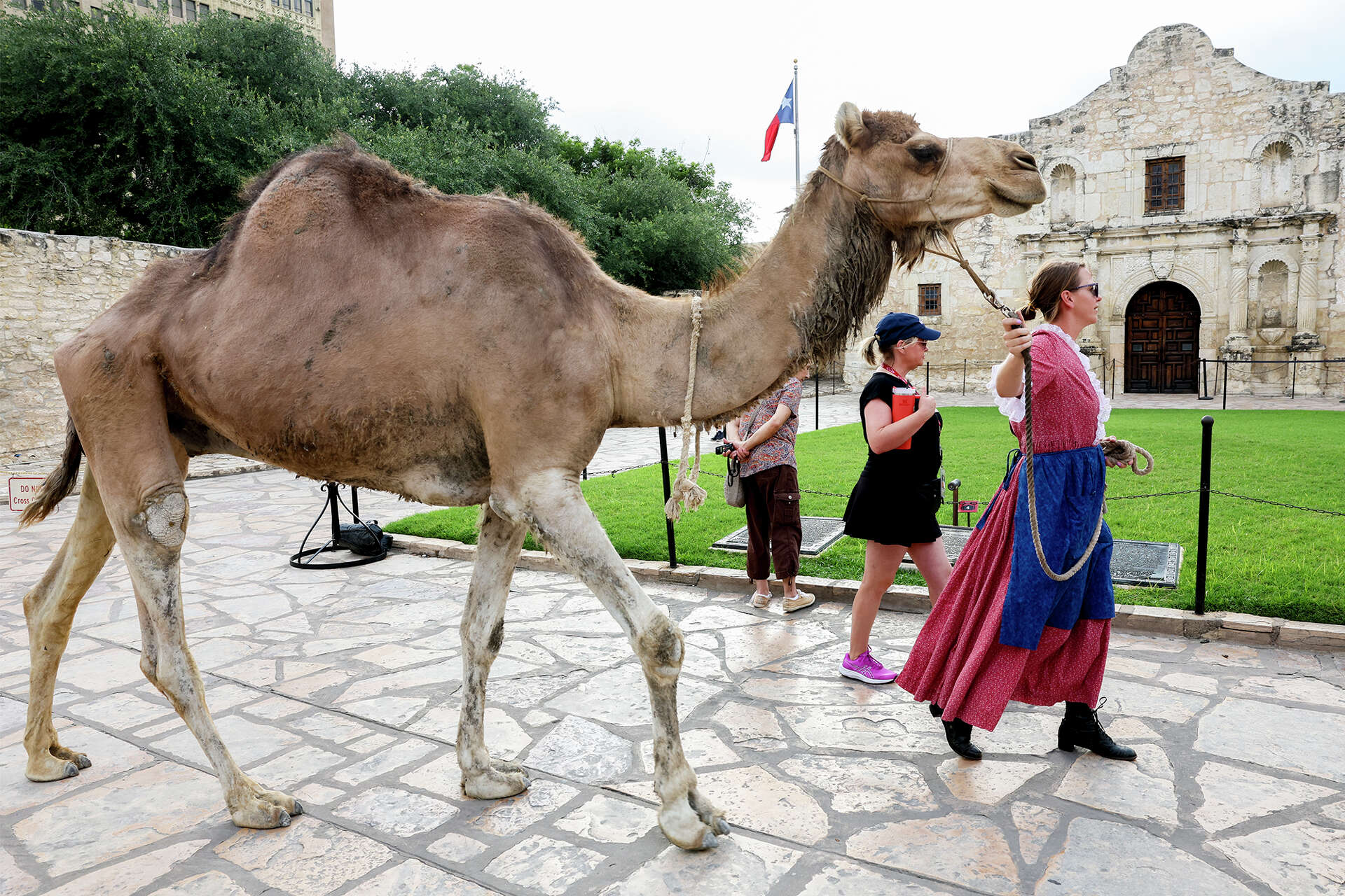 Remember the camels? The Alamo commemorates U.S. Army experiment