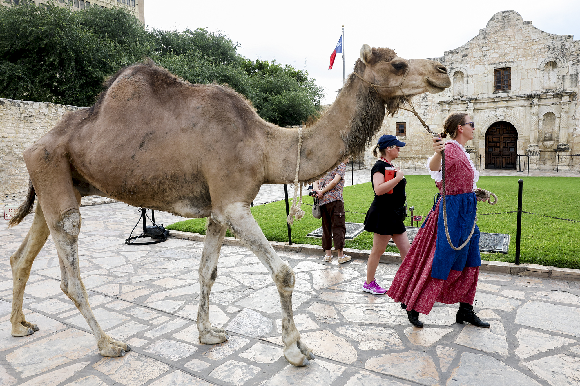 Remember the camels? The Alamo commemorates U.S. Army experiment