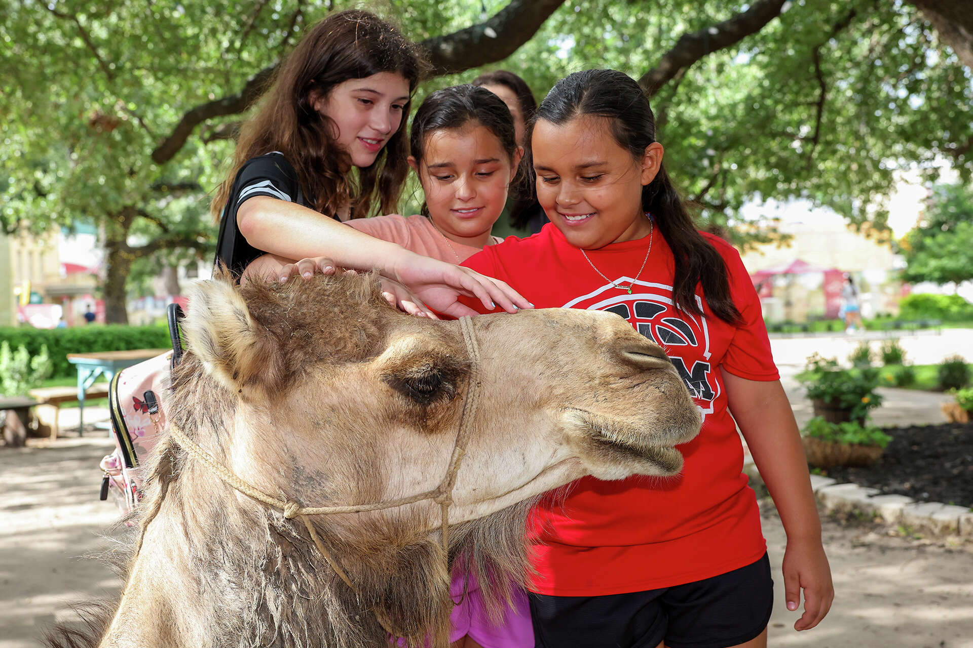 Remember the camels? The Alamo commemorates U.S. Army experiment
