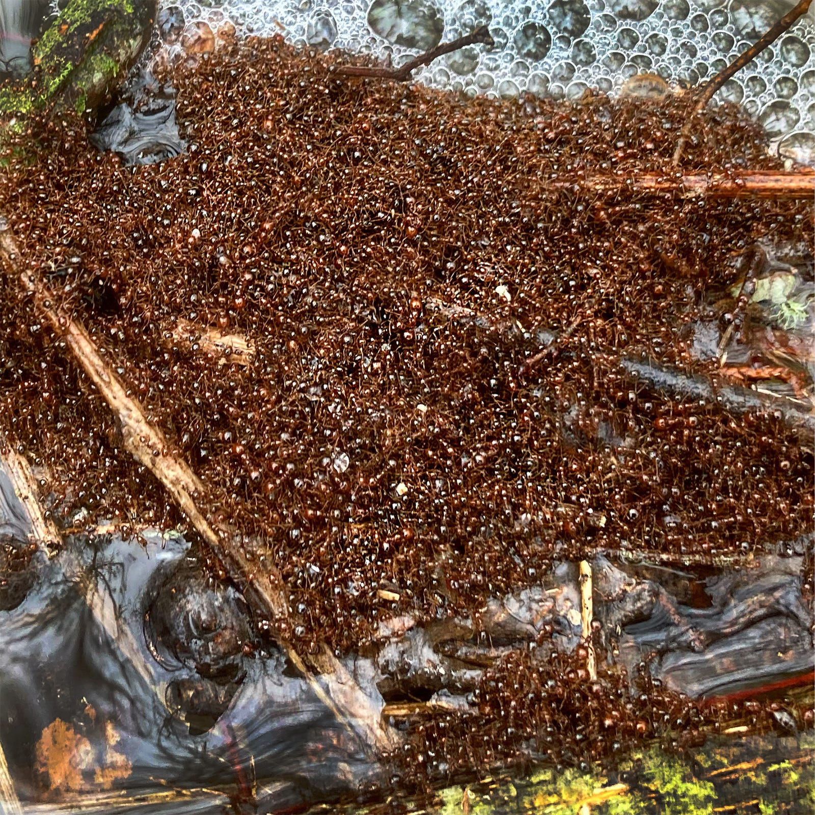 Fire ant mounds emerge in Central Texas after spring rains
