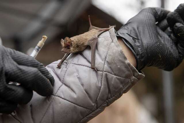 Austin refuge keeps Mexican free-tailed bats warm after Texas freeze