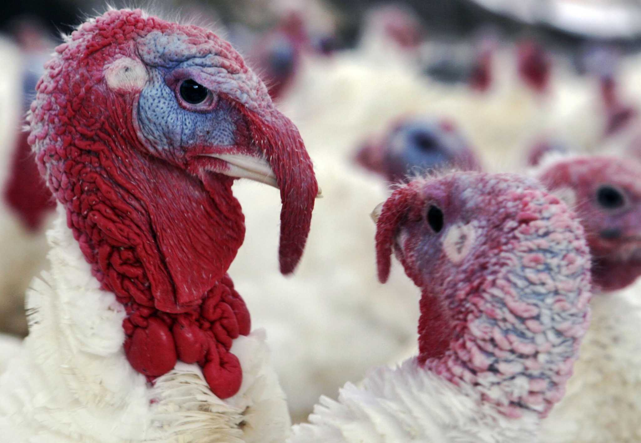 After 87,000 turkeys exploded in fire, Tyler's Greenberg shuts down for ...