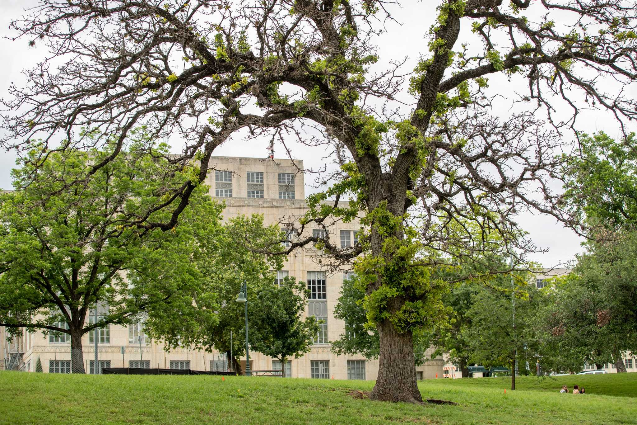 Many Texas trees still suffering from February's winter storm won't ...