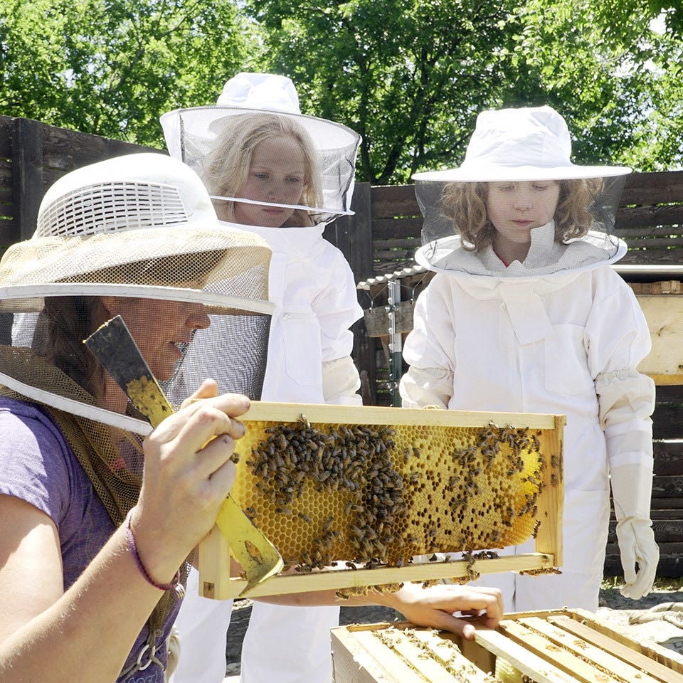 Does your kids' school need a beehive? Here's how to apply for a grant ...