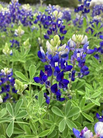 Five things to remember about Texas wildflowers and Lady Bird Johnson