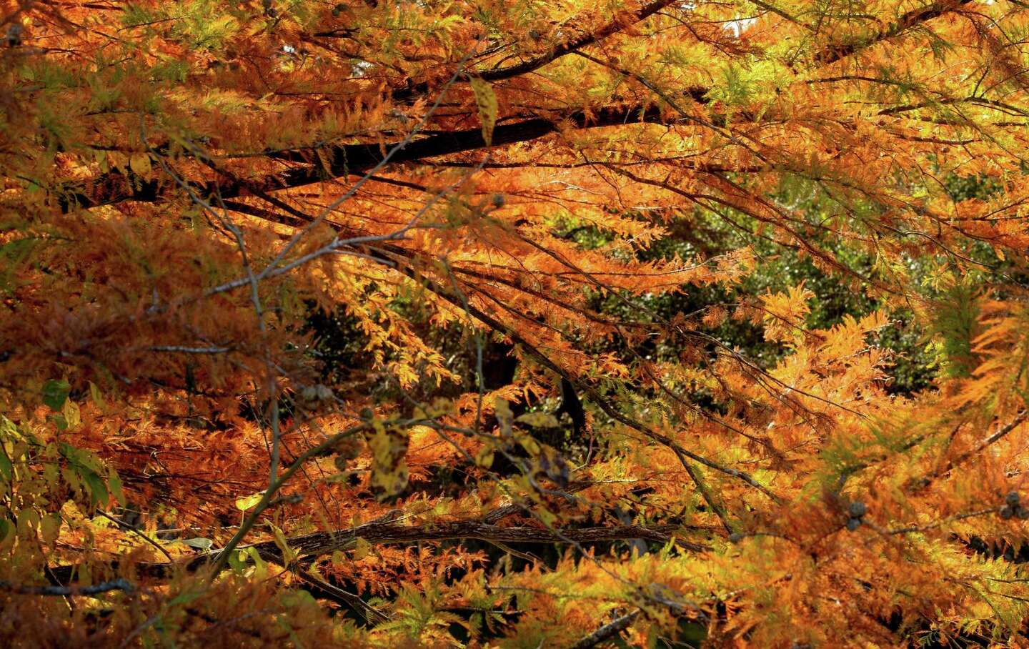 Fall foliage map 2025: When and where to see autumn colors in Austin