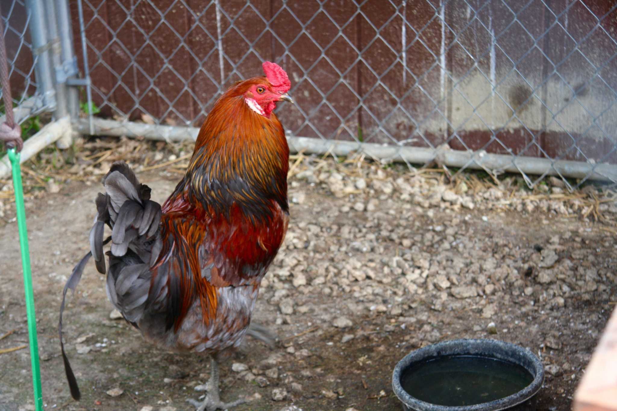 More than 160 roosters seized in Texas cockfighting ring bust