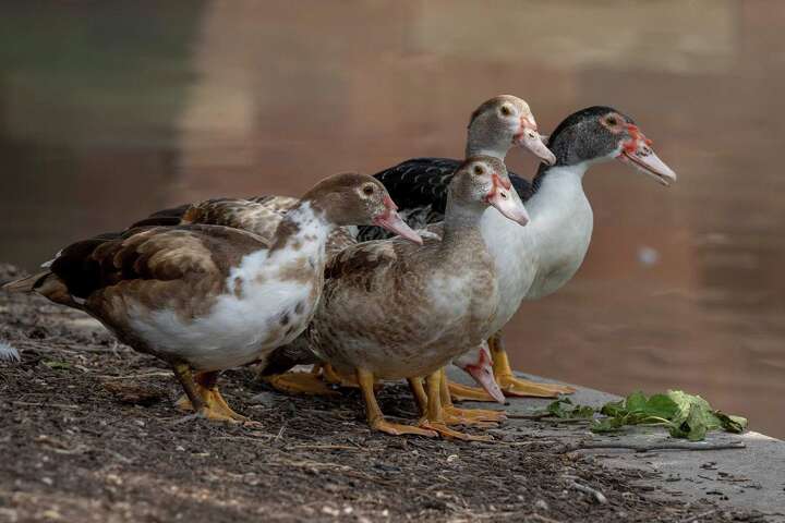 Texas bird flu alert: Avian influenza spreading in wild birds