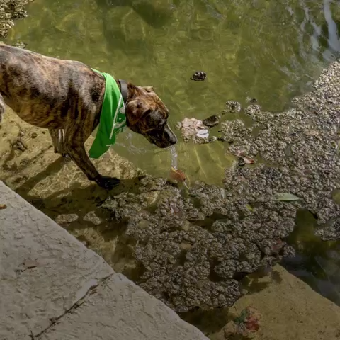 Toxic blue-green algae is back in Austin lakes. What to know