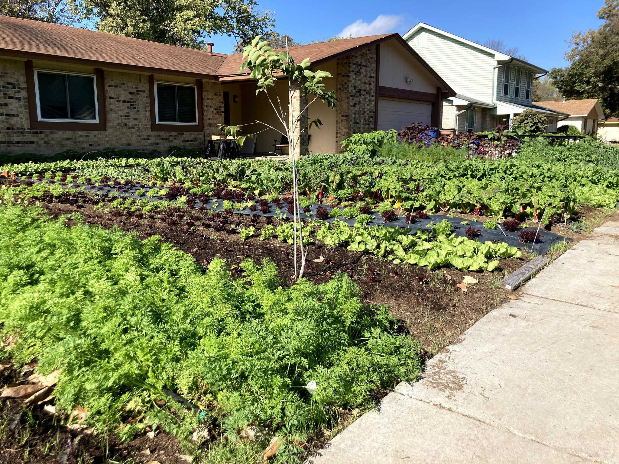 Pandemic inspires new front yard farm in North Austin