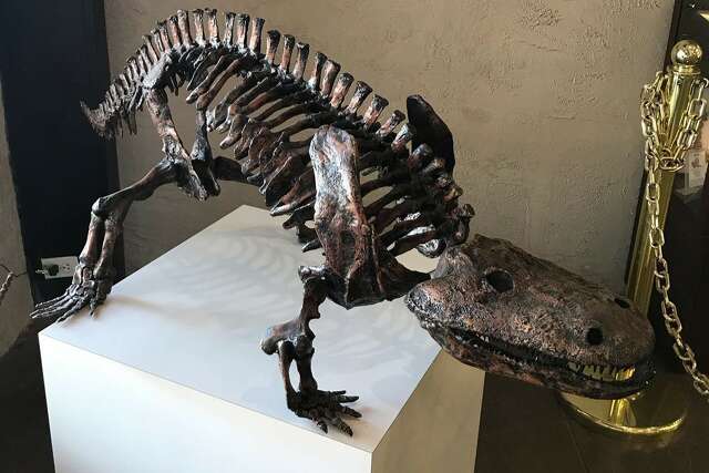 Texas paleontologist uncovers a rare find after heavy rain