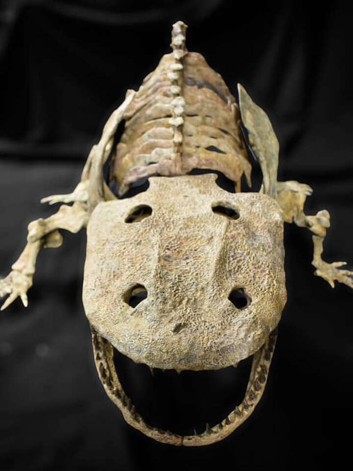 Texas paleontologist uncovers a rare find after heavy rain