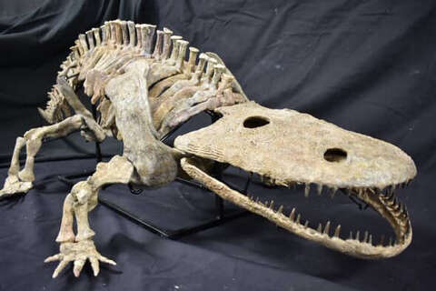 Texas paleontologist uncovers a rare find after heavy rain