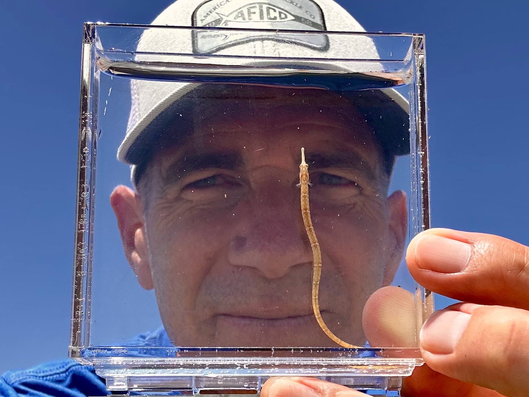 Rare sargassum pipefish discovered in Texas beach seaweed