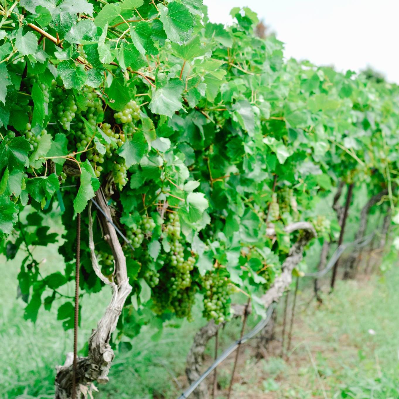 Grape harvest among Texas Gulf Coast vineyards approaching in July