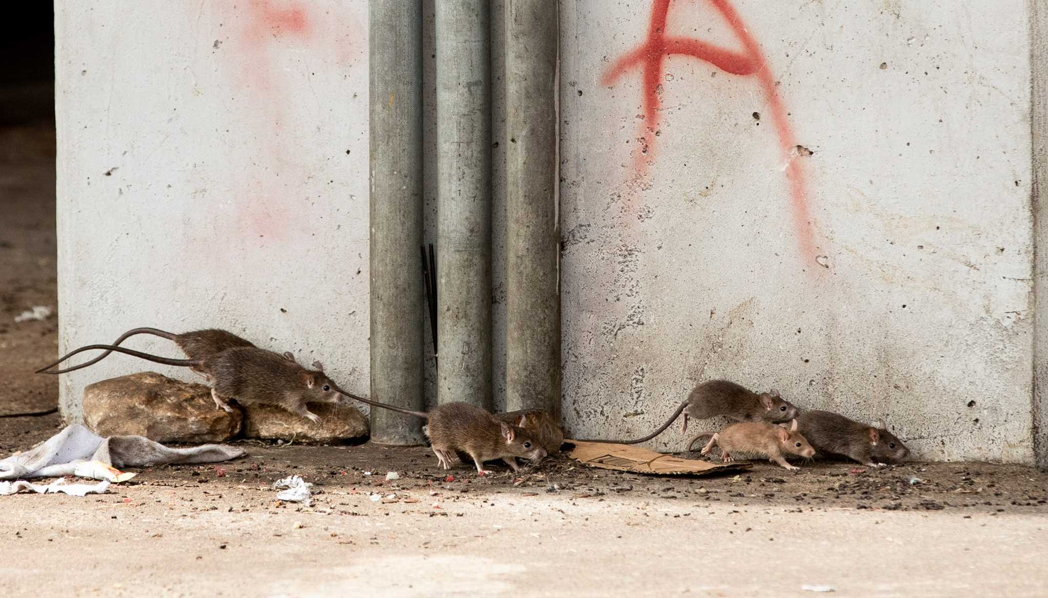 Austin's rat invasion: Drought, construction, COVID spur a rise in ...