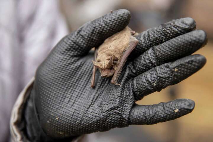 Austin refuge keeps Mexican free-tailed bats warm after Texas freeze