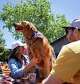 Hundreds of golden retrievers gather in Austin