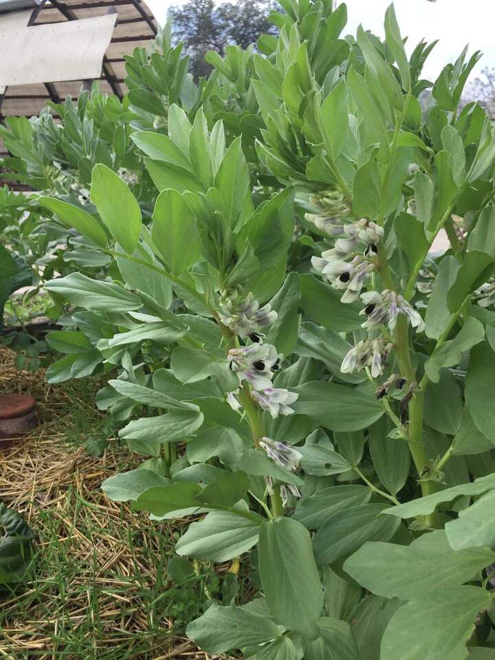 Grow, then enjoy some fava beans, with or without the Chianti