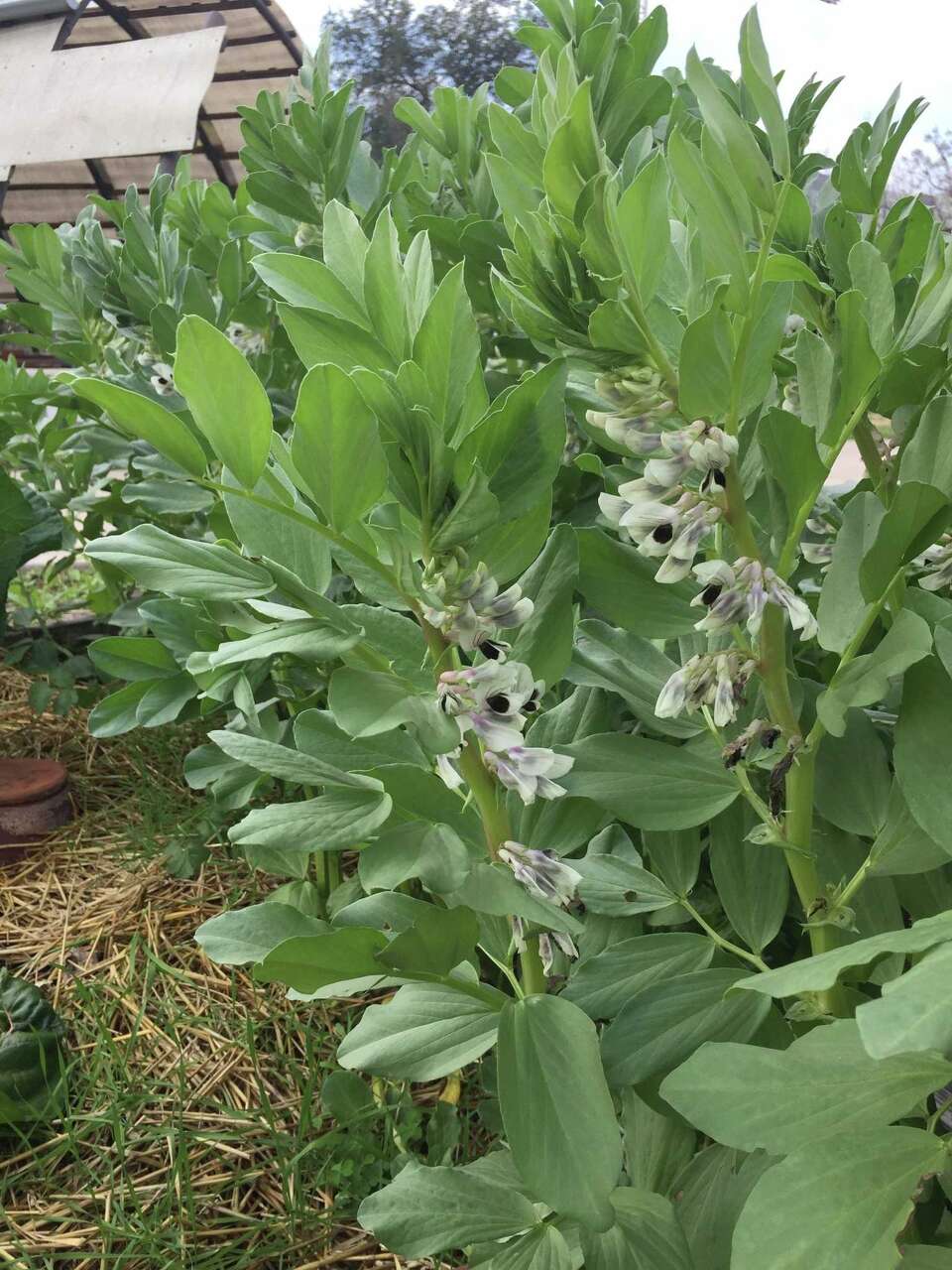 Grow, then enjoy some fava beans, with or without the Chianti