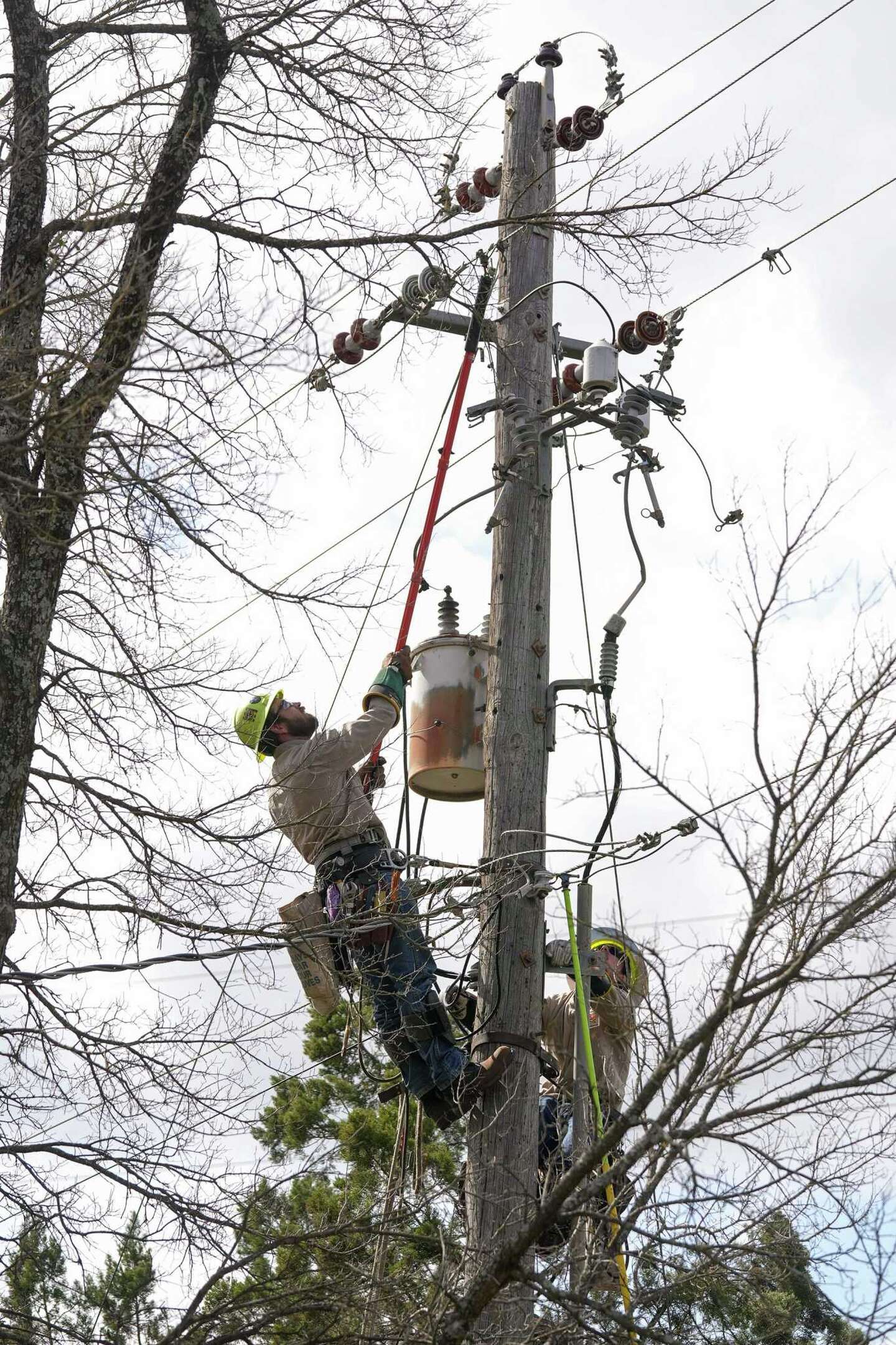 'Our trees are definitely stressed': a forestry expert on damage from ...