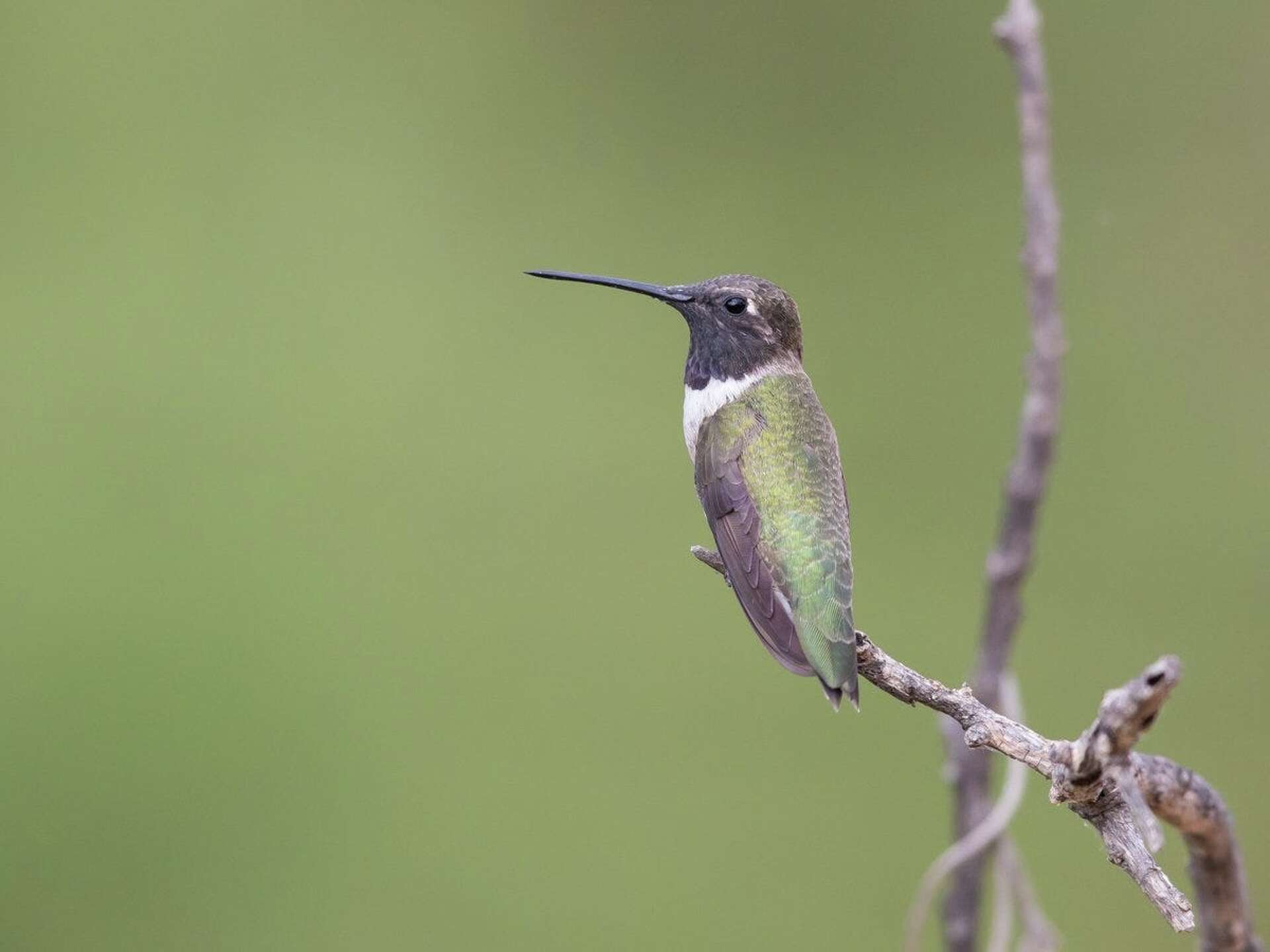 Hummingbird migration map 2023: When do they leave, arrive in Texas