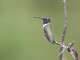 Hummingbird migration map 2023: When do they leave, arrive in Texas
