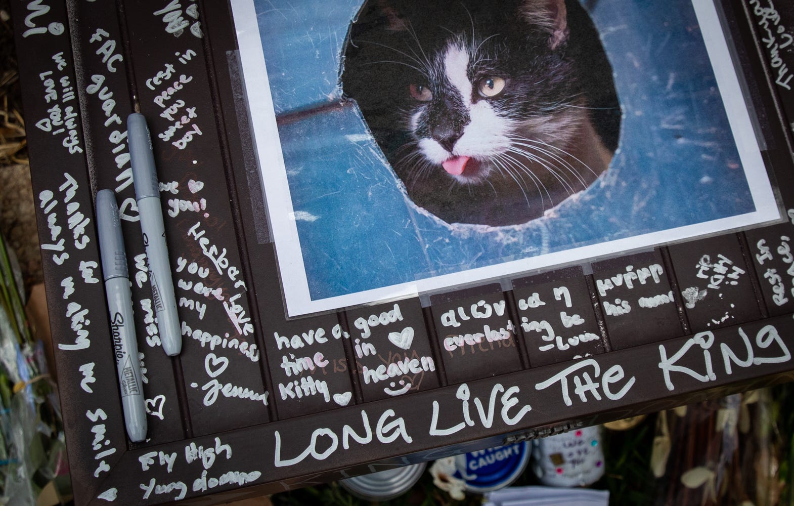 Beloved UT cat Domino dies after more than a decade living on campus