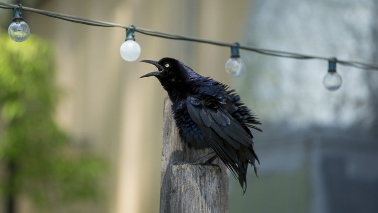 What are grackles saying when they squawk, sing and shriek?