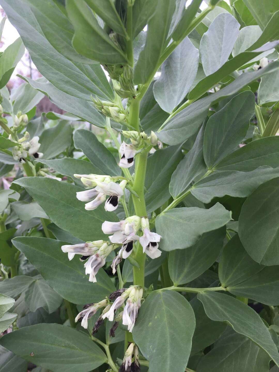 Grow, then enjoy some fava beans, with or without the Chianti