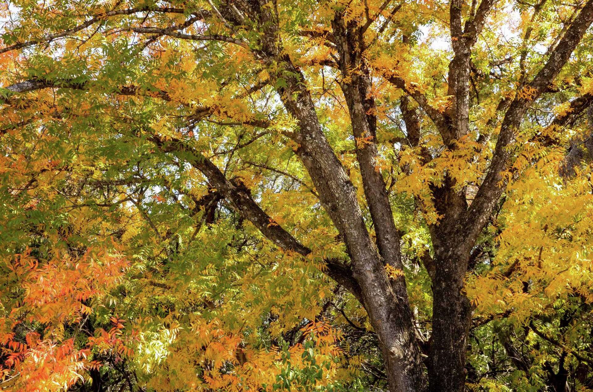 Fall foliage map 2025: When and where to see autumn colors in Austin