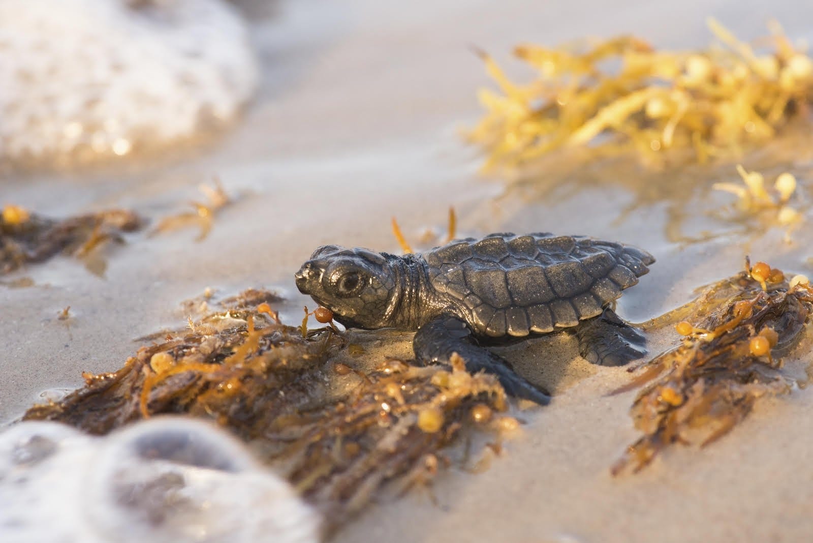 Beachfront buy a boon for turtles