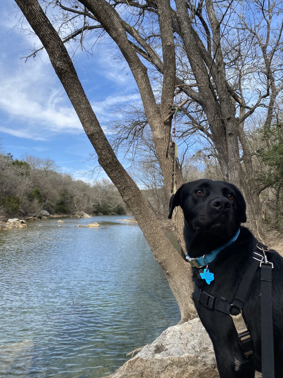 15 hikes to do with your dog in Austin and around Central Texas