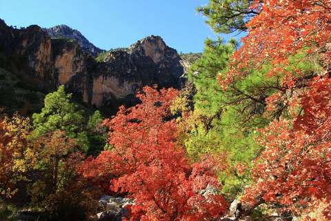 Where to see fall foliage, leaves with color in Austin, Central Texas