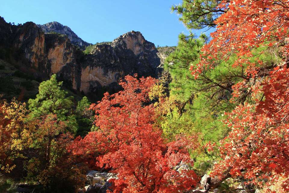 Where to see fall foliage, leaves with color in Austin, Central Texas